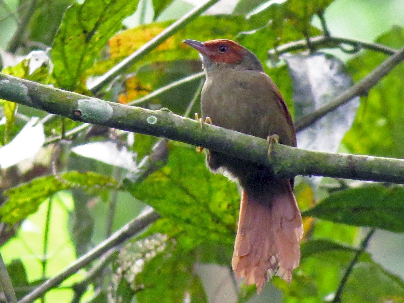 Red-faced Spinetail - eBird