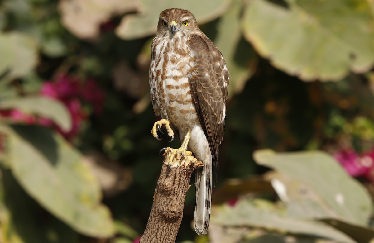 Shikra - Accipiter badius - Media Search - Macaulay Library and eBird