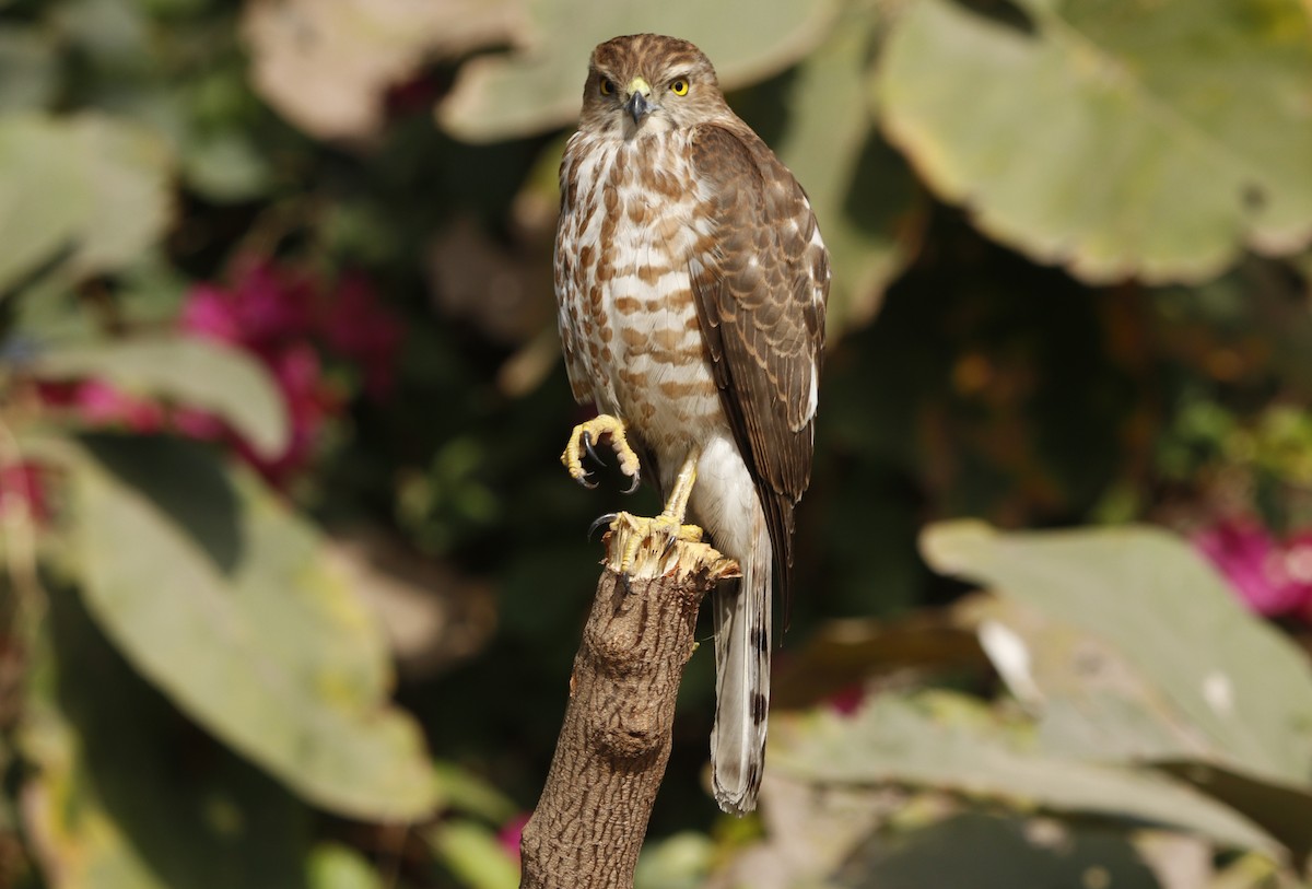 Shikra - Accipiter badius - Media Search - Macaulay Library and eBird