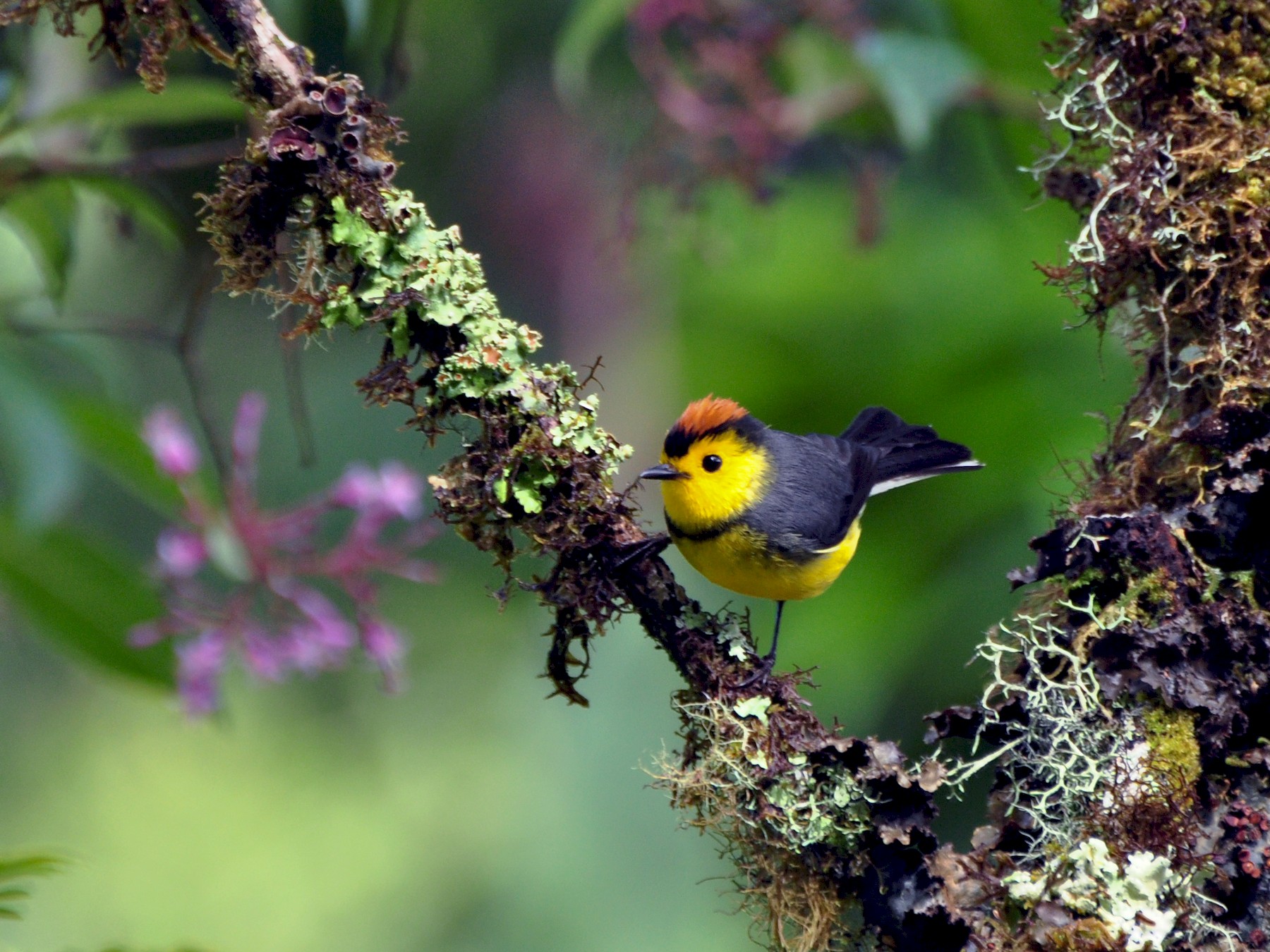 Collared Redstart - eBird