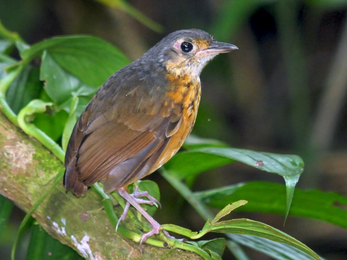 Thicket Antpitta - Myrmothera dives - Birds of the World