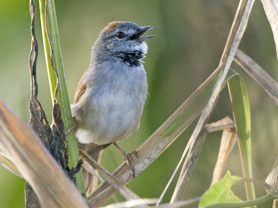Pale-breasted Spinetail - eBird