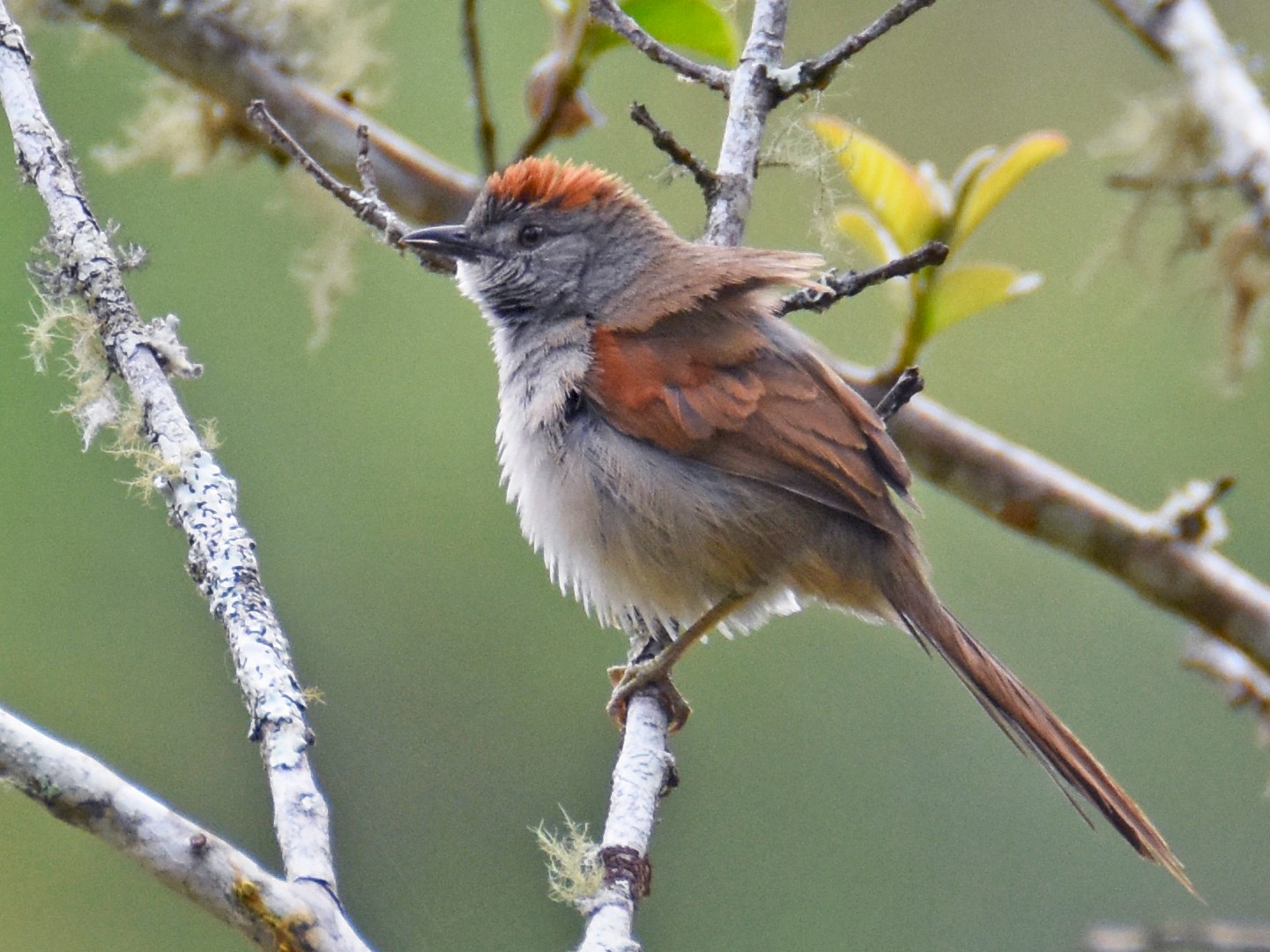 Pale-breasted Spinetail - eBird