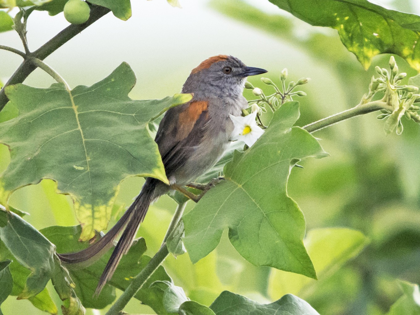 Pale-breasted Spinetail - eBird