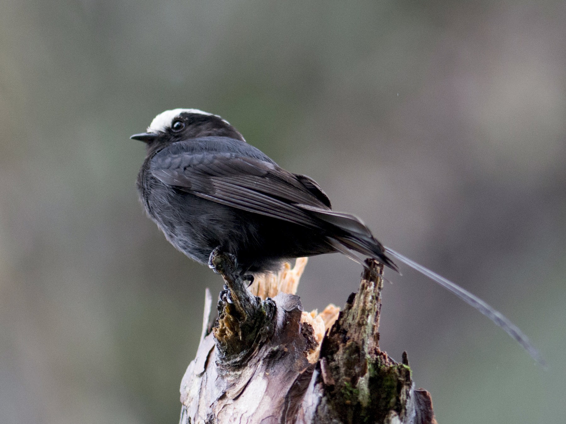 Long-tailed Tyrant - eBird