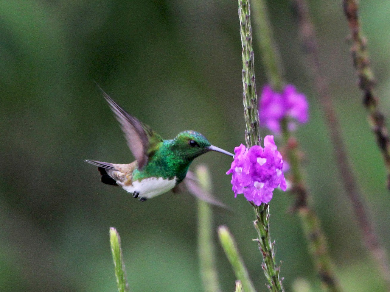 Snowy-bellied Hummingbird - eBird