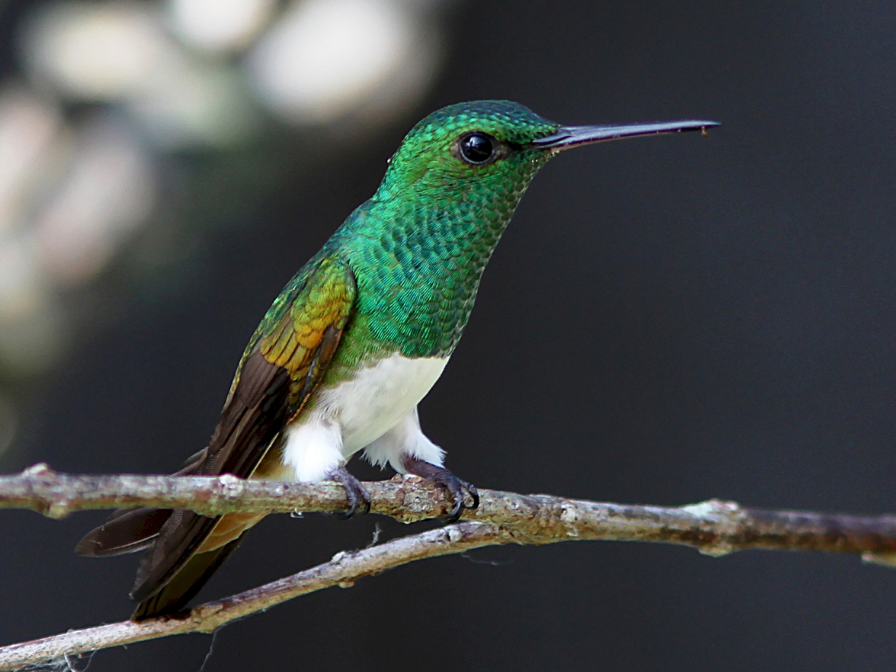 Snowy-bellied Hummingbird - eBird