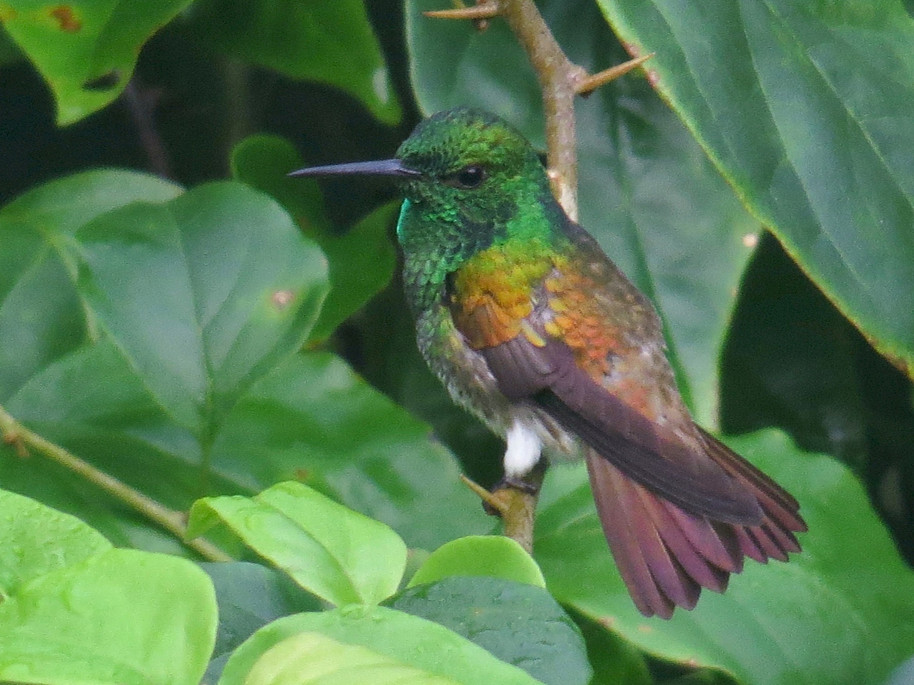 Snowy-bellied Hummingbird - eBird