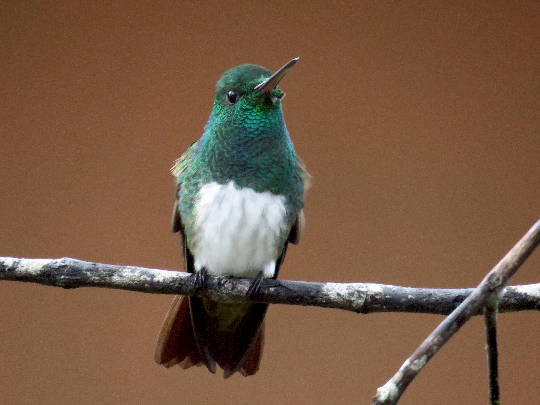 Snowy-bellied Hummingbird - eBird