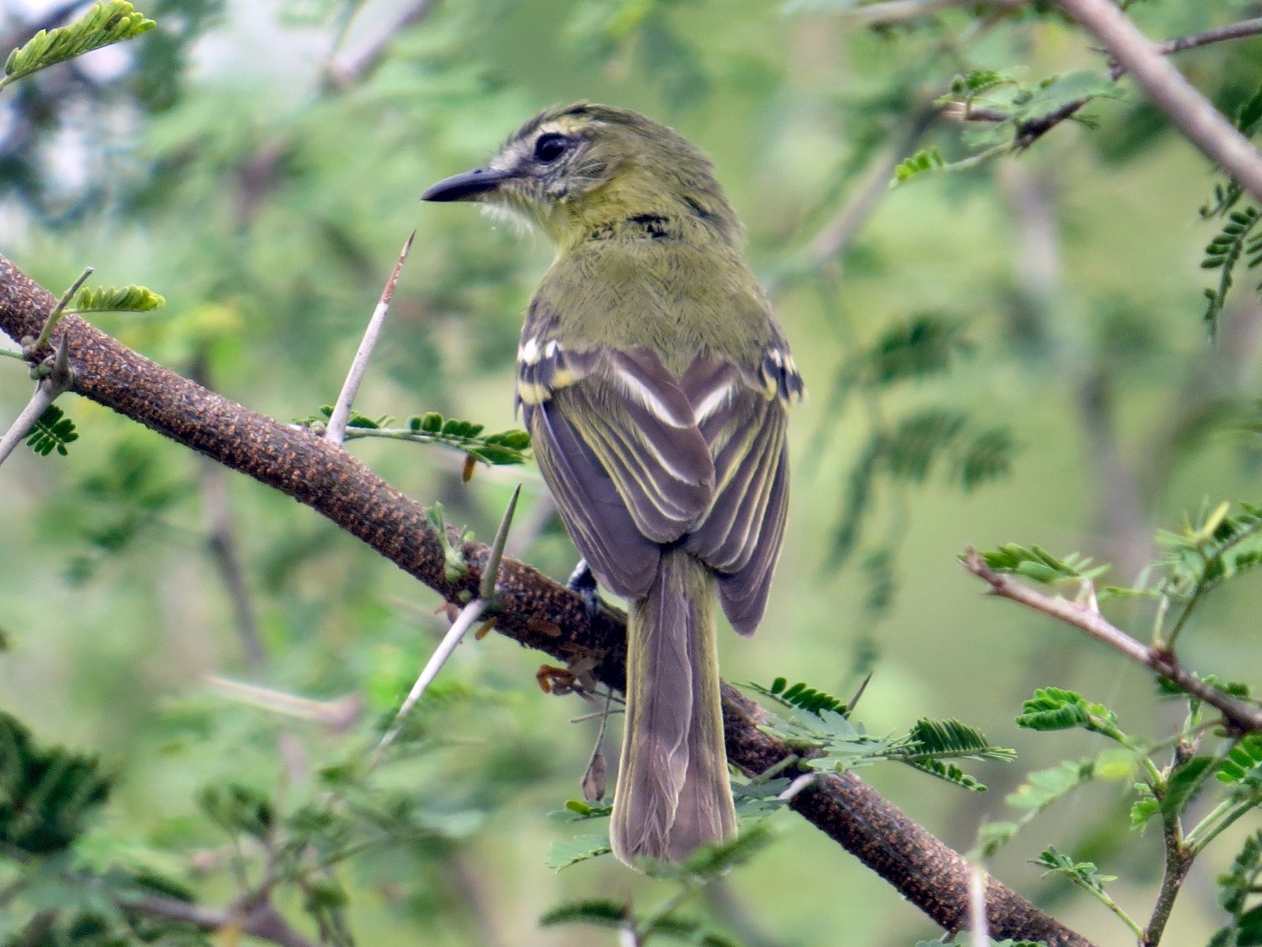 Yellow Tyrannulet - eBird