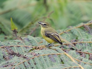 Yellow Tyrannulet - eBird