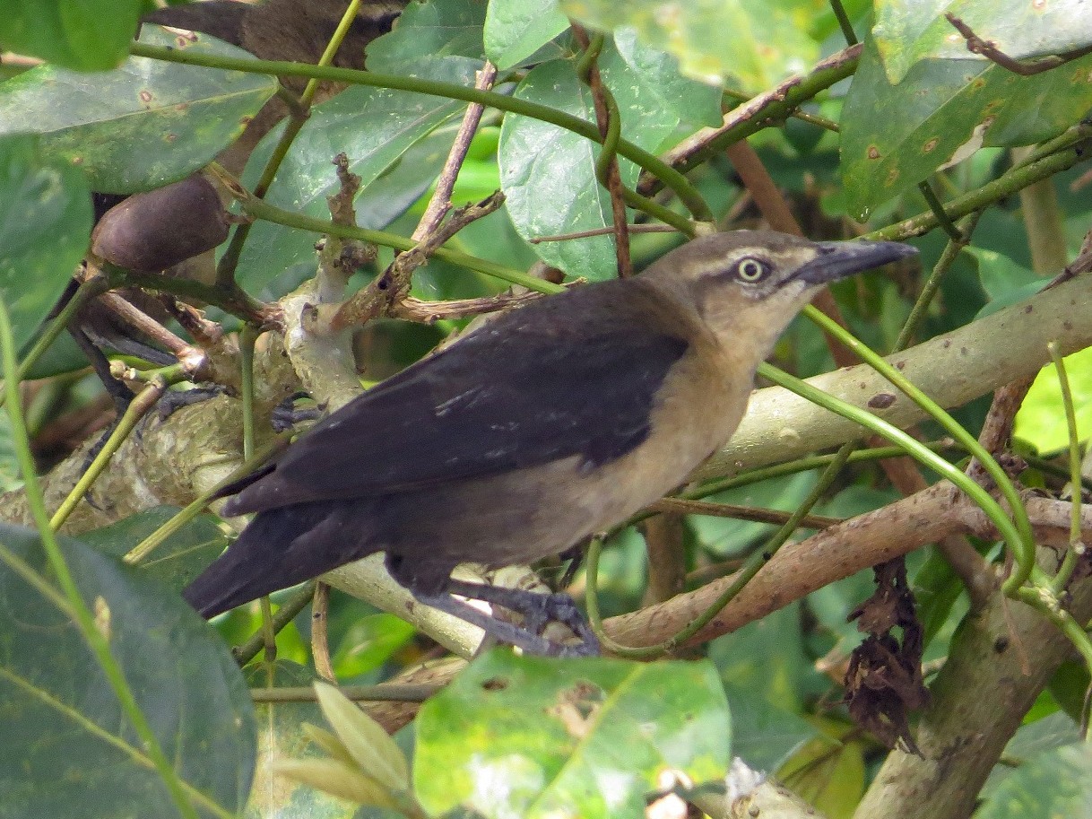Zanate Nicaragüense - eBird