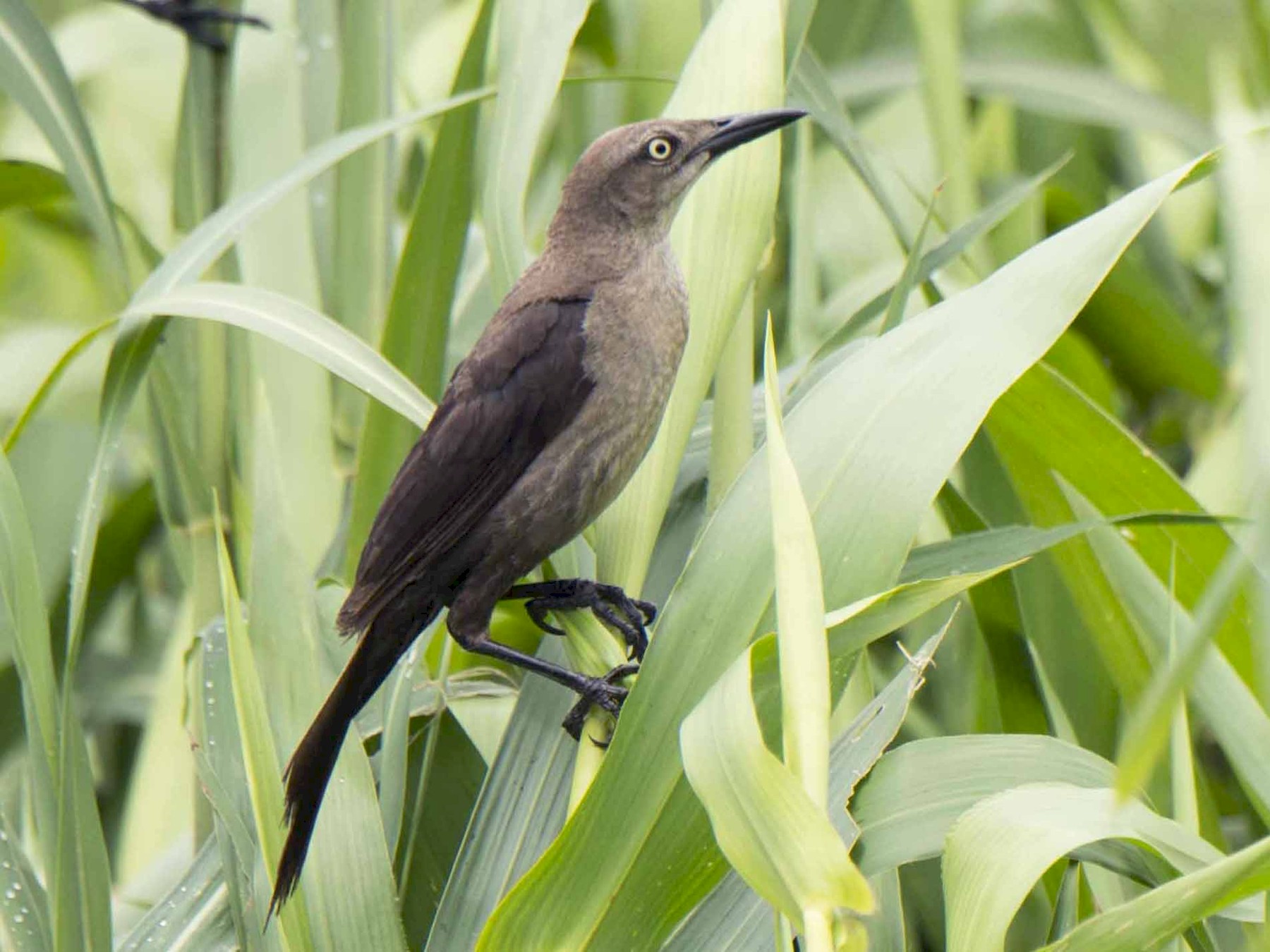 Nicaraguan Grackle - eBird