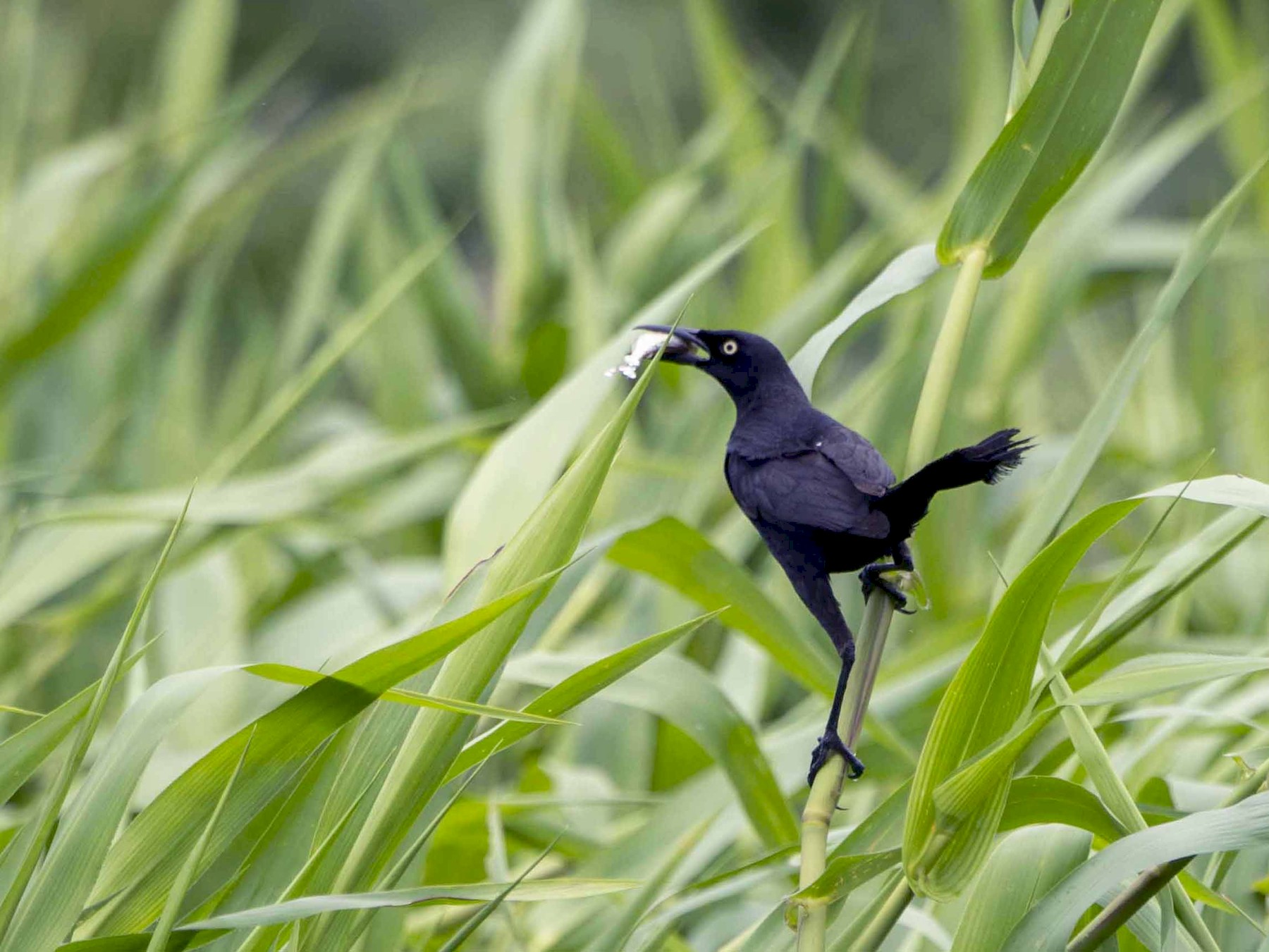 Zanate Nicaragüense - eBird
