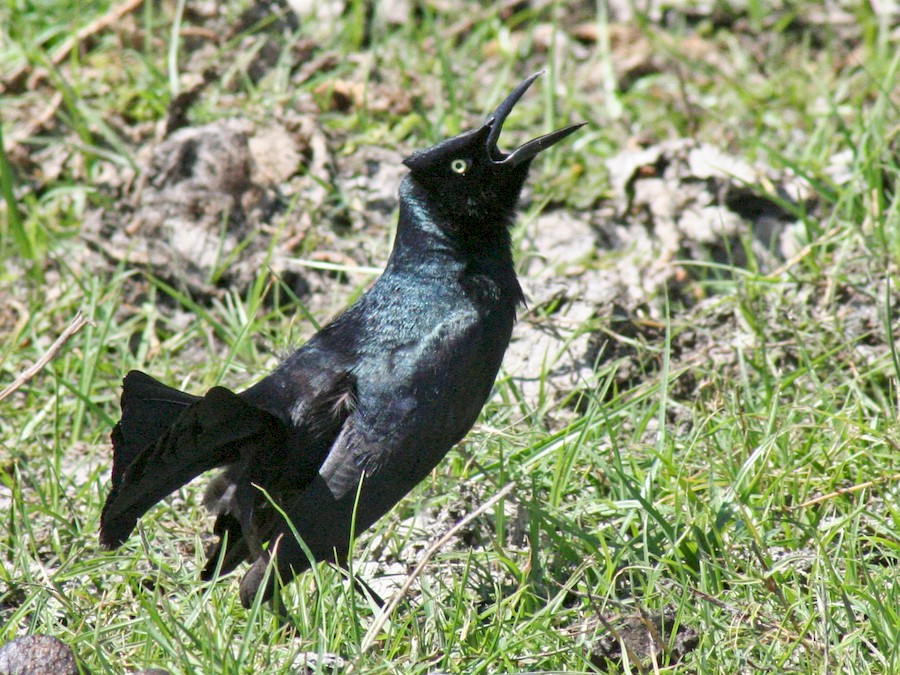 Zanate Nicaragüense - eBird