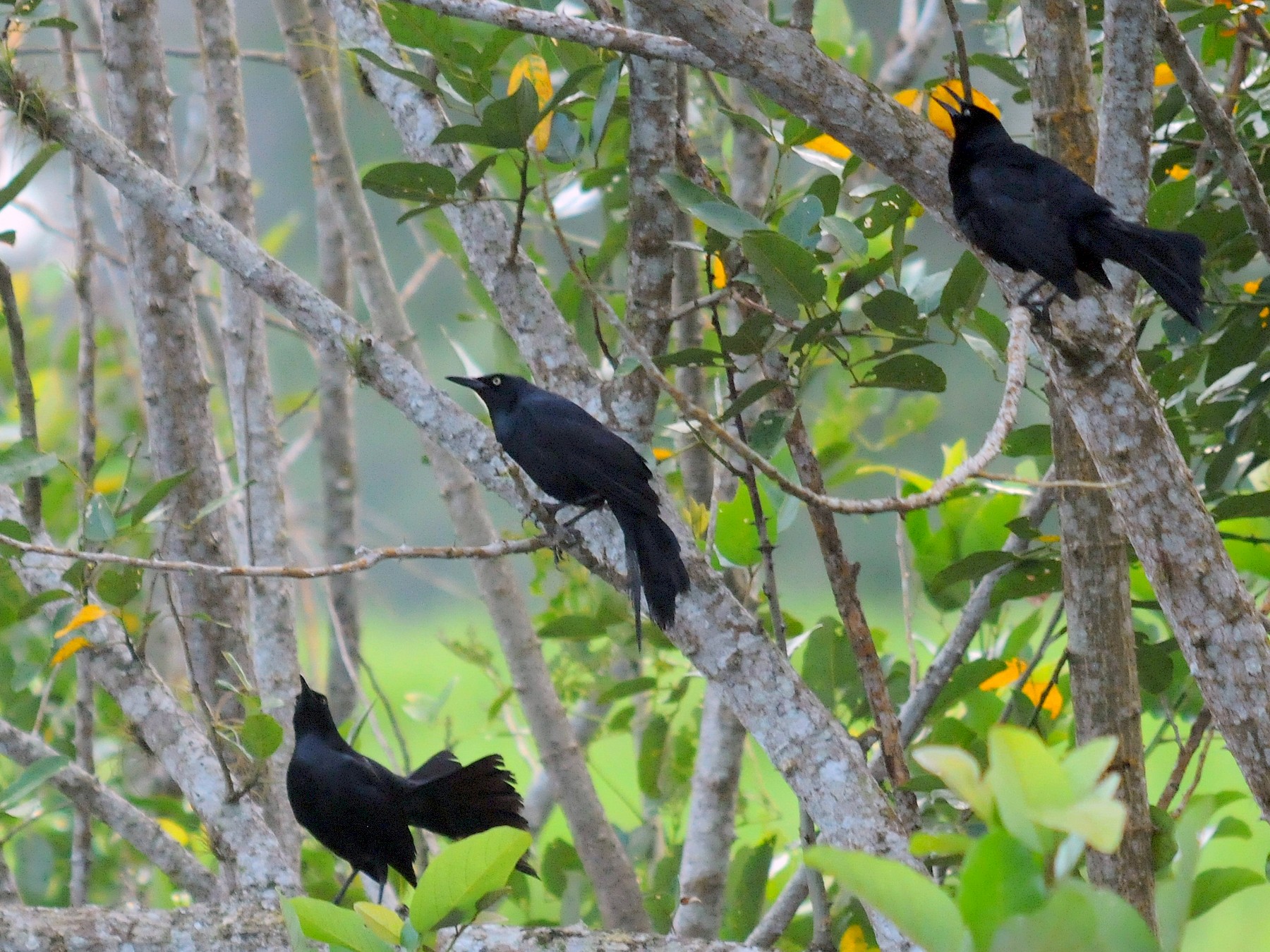 Zanate Nicaragüense - eBird