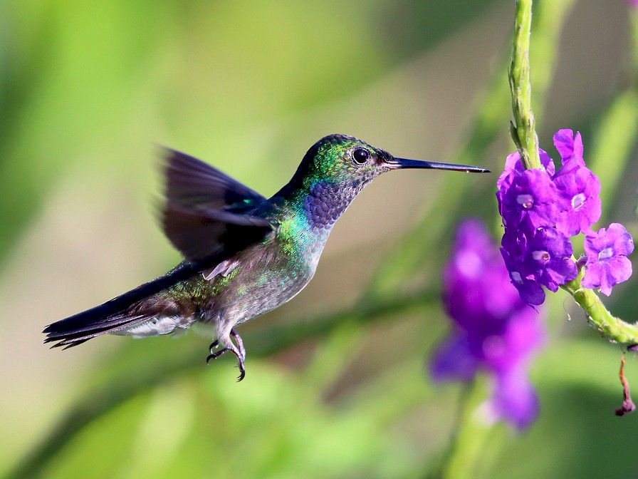 Charming Hummingbird - eBird
