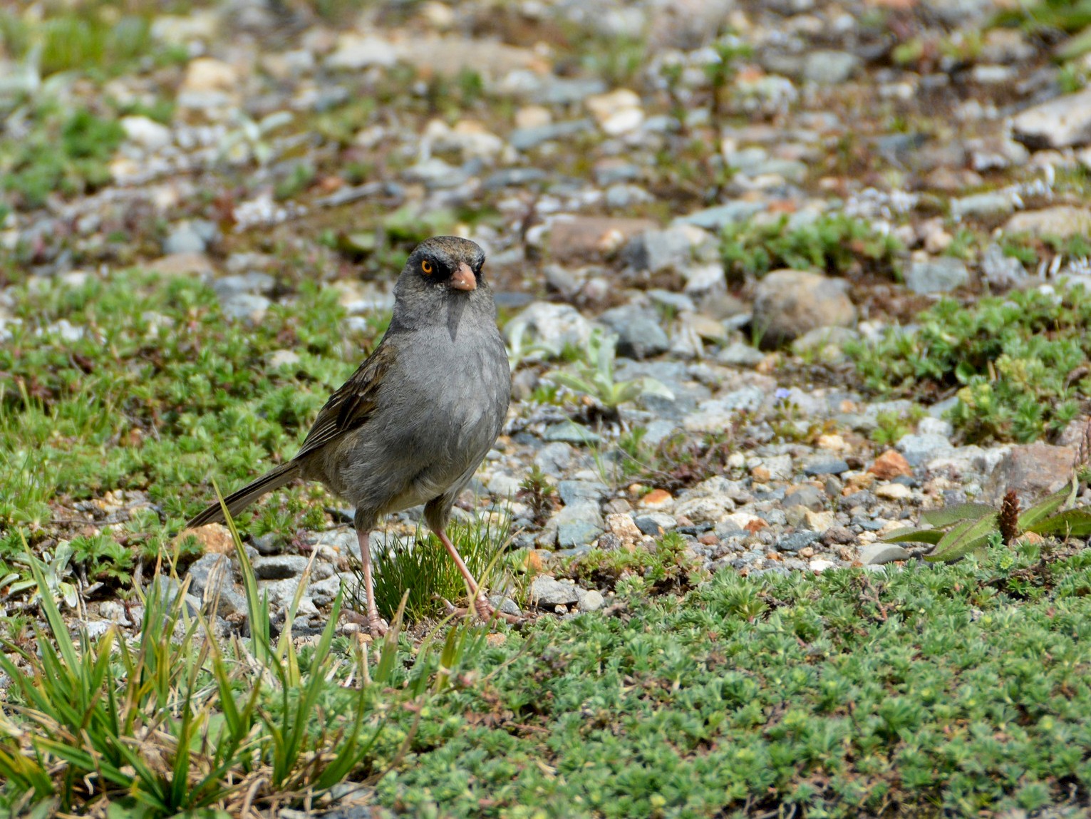 Volcano Junco - eBird