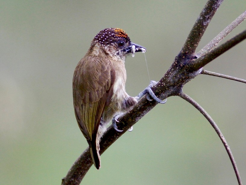 Olivaceous Piculet - eBird