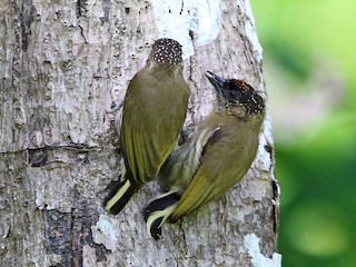 Olivaceous Piculet - eBird