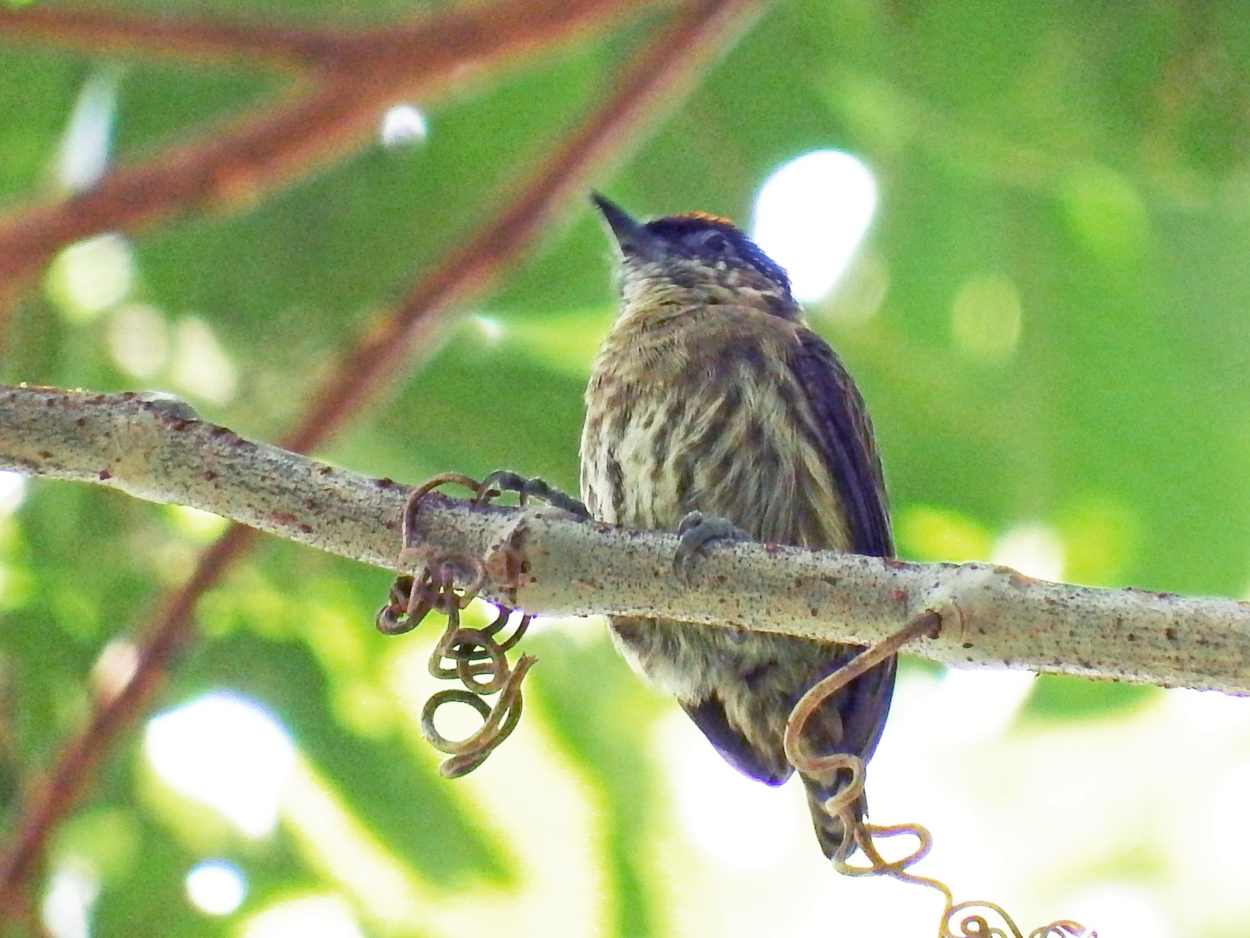 Olivaceous Piculet - eBird