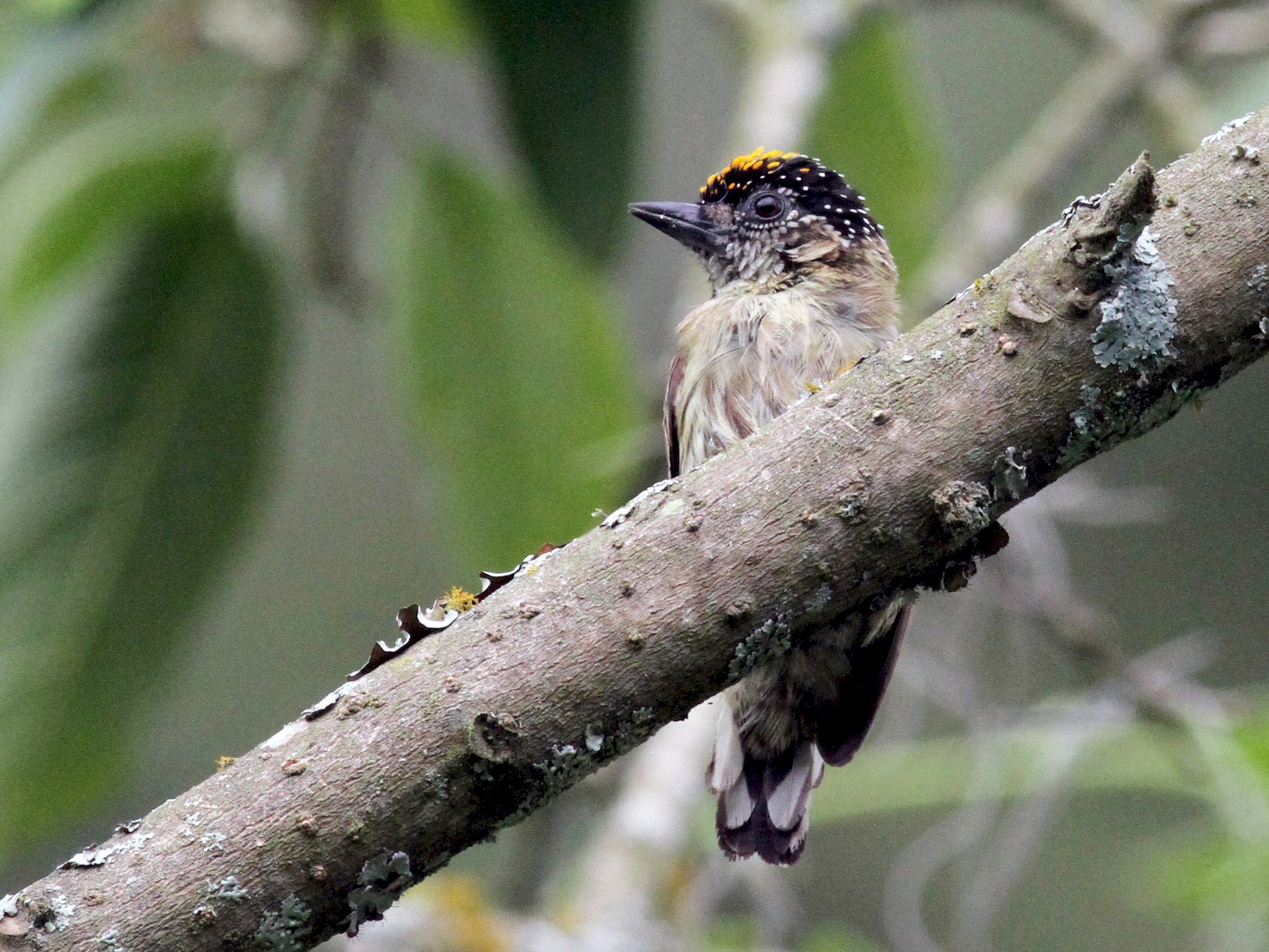 Olivaceous Piculet - eBird