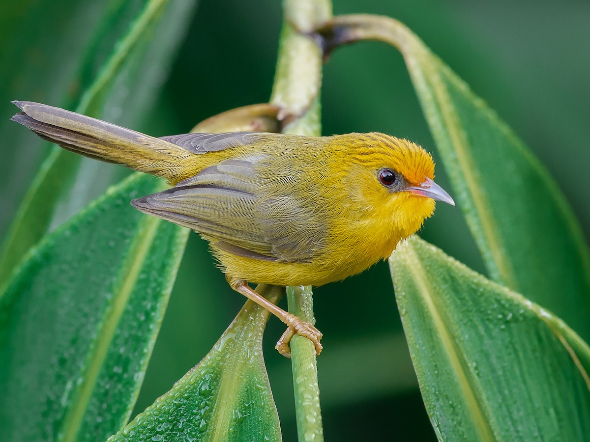 Golden Babbler - Cyanoderma chrysaeum - Birds of the World