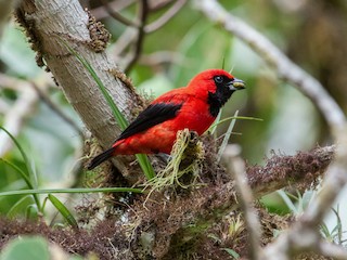 Vermilion Tanager - Calochaetes coccineus - Birds of the World