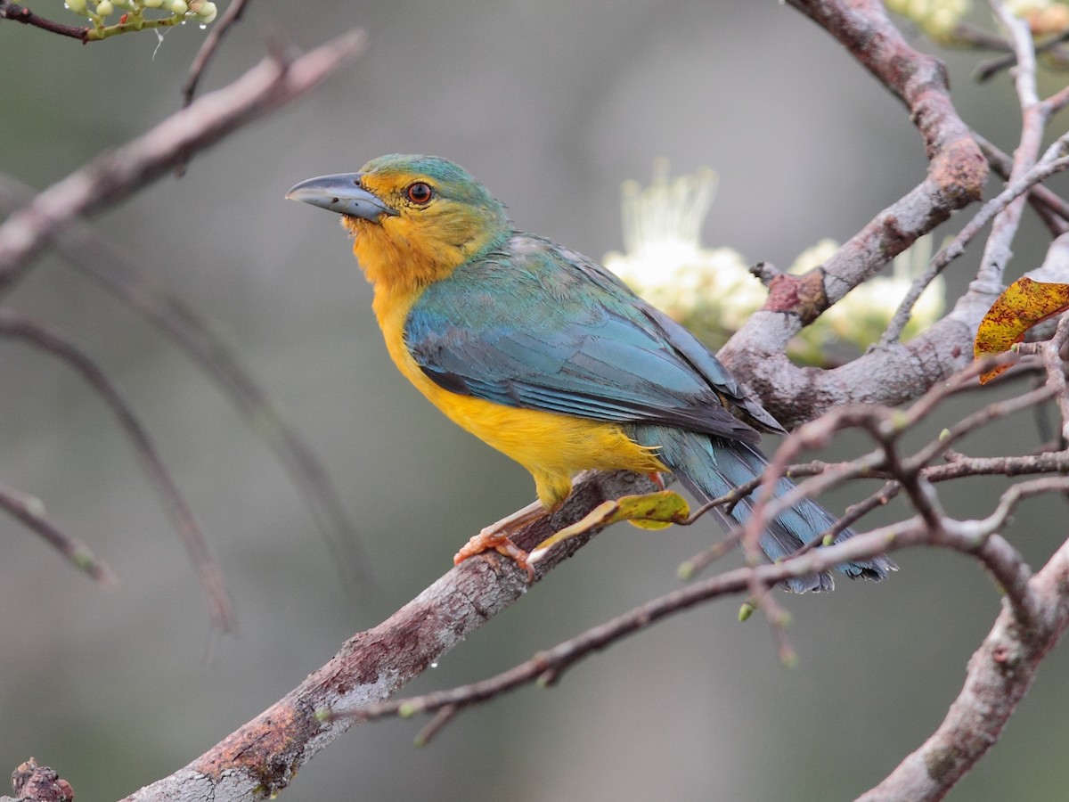 Blue-backed Tanager - Cyanicterus cyanicterus - Birds of the World