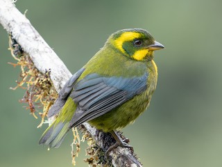 Gold-ringed Tanager - Bangsia aureocincta - Birds of the World