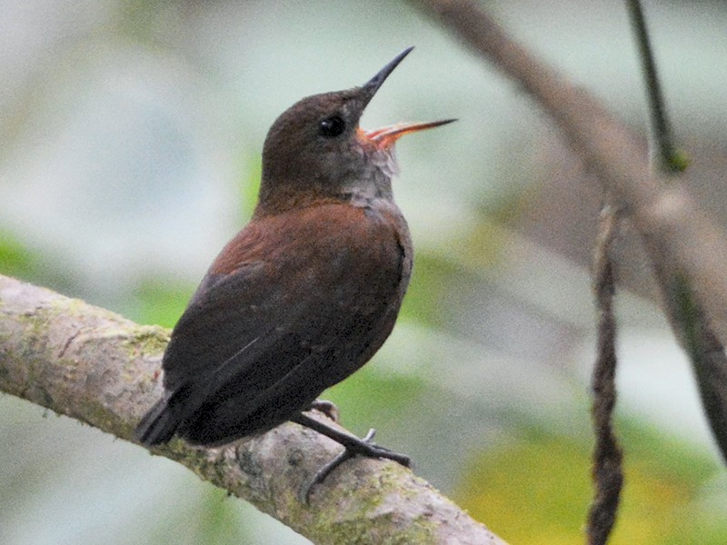 Scaly-breasted Wren - eBird