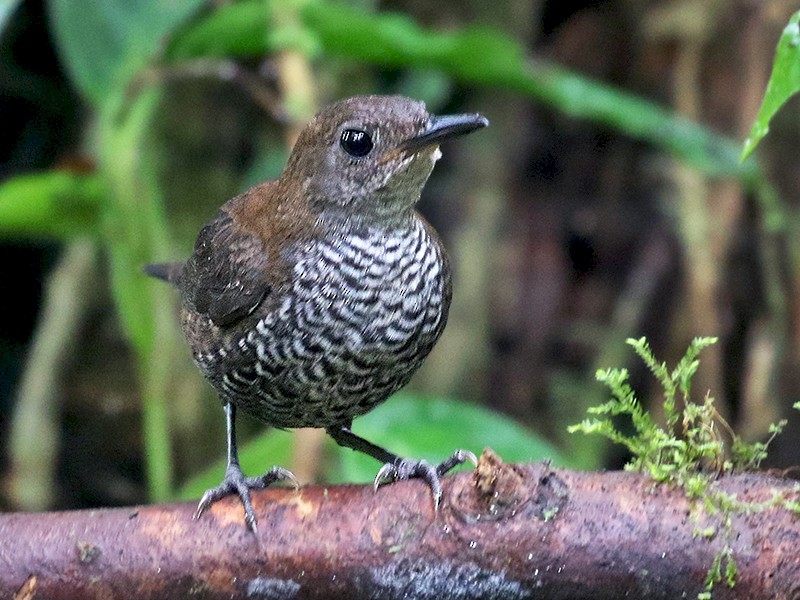 Scaly-breasted Wren - eBird