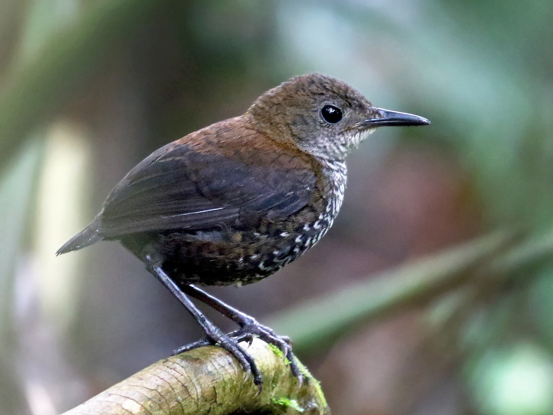 Scaly-breasted Wren - eBird