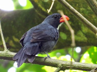 Slate-colored Grosbeak - eBird