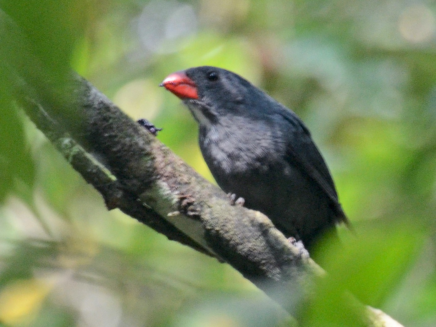Slate-colored Grosbeak - eBird