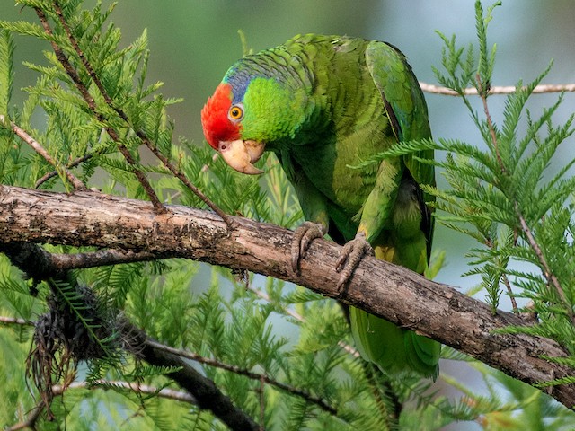 Photos - Red-crowned Amazon - Amazona viridigenalis - Birds of the World
