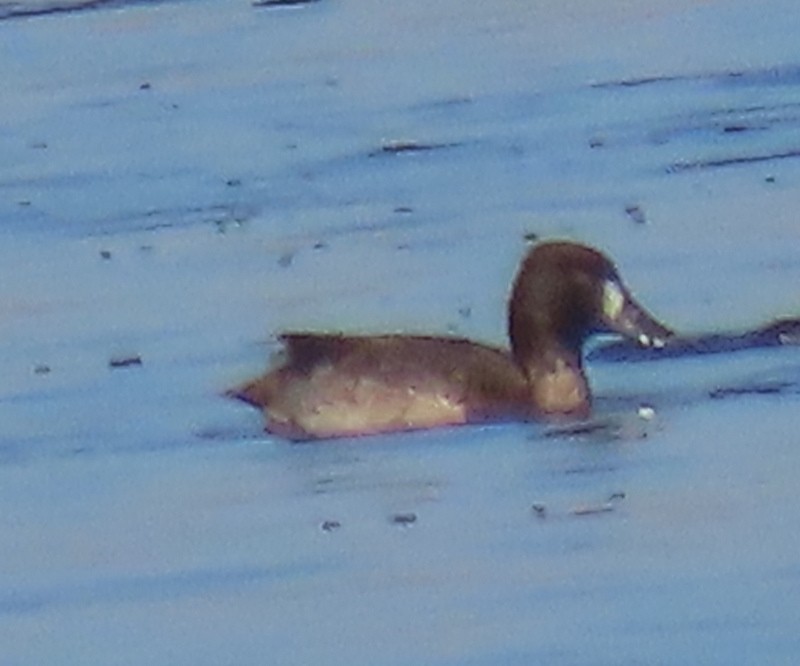 eBird Checklist - 10 Feb 2022 - White Slough WTP (aka Lodi WTP) - 17 ...