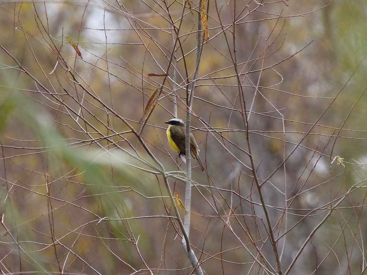 eBird Checklist - 10 Feb 2022 - Univ. of Texas, RGV (Brownsville ...