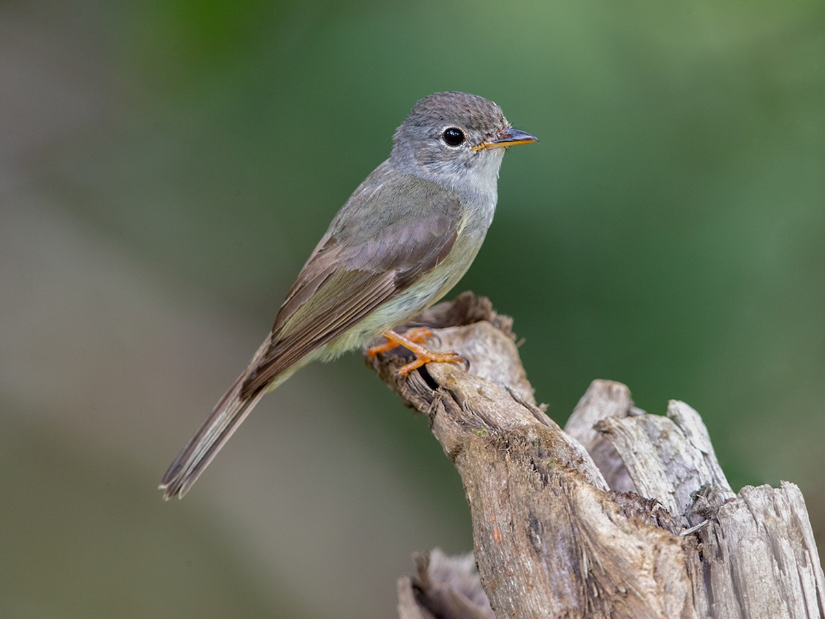 Yellow-legged Flyrobin - Kempiella griseoceps - Birds of the World