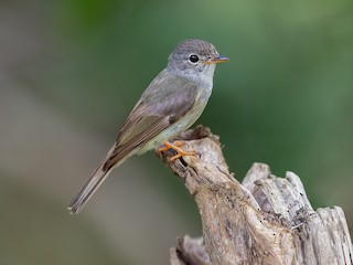 Yellow-legged Flyrobin - Kempiella griseoceps - Birds of the World