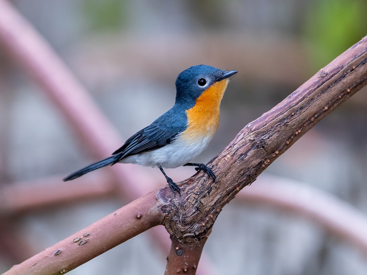Broad-billed Flycatcher - Myiagra ruficollis - Birds of the World