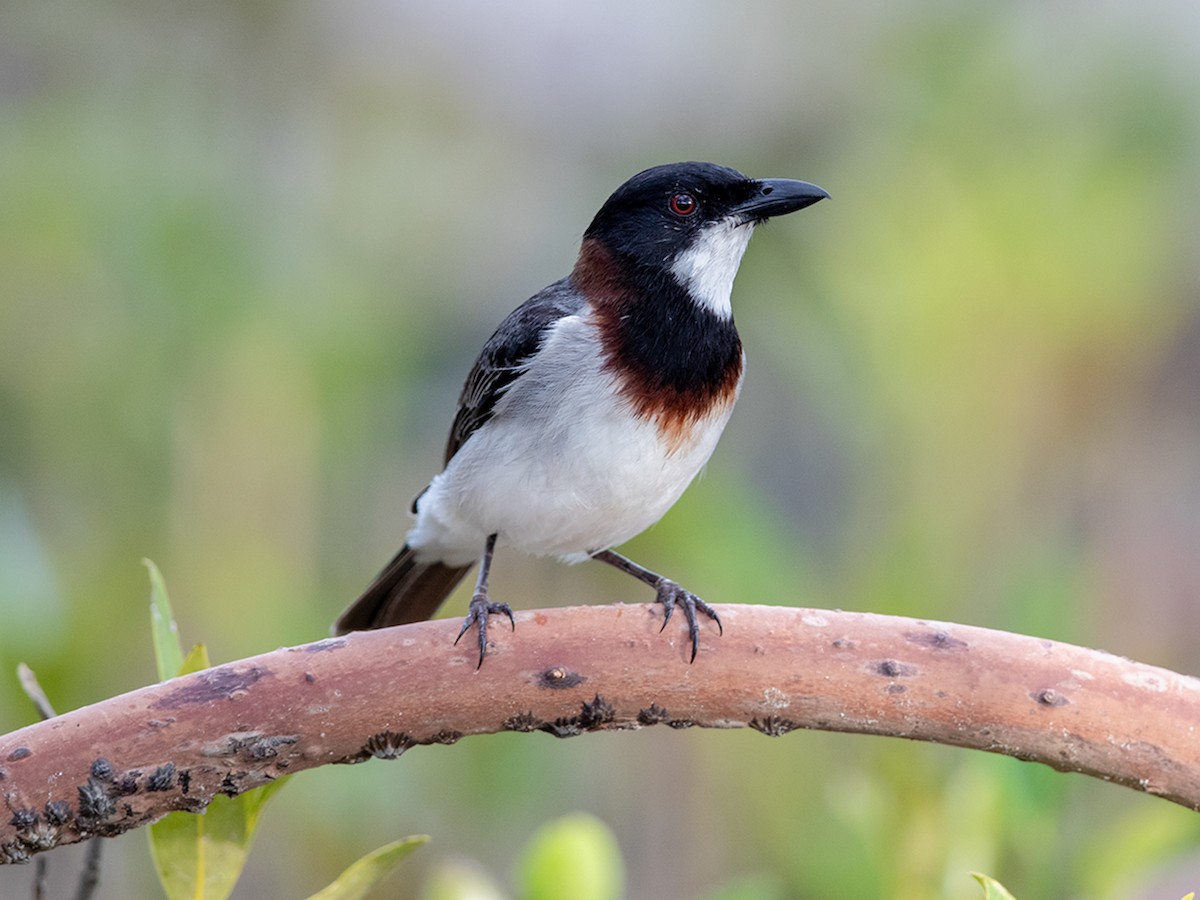 White-breasted Whistler - Pachycephala lanioides - Birds of the World