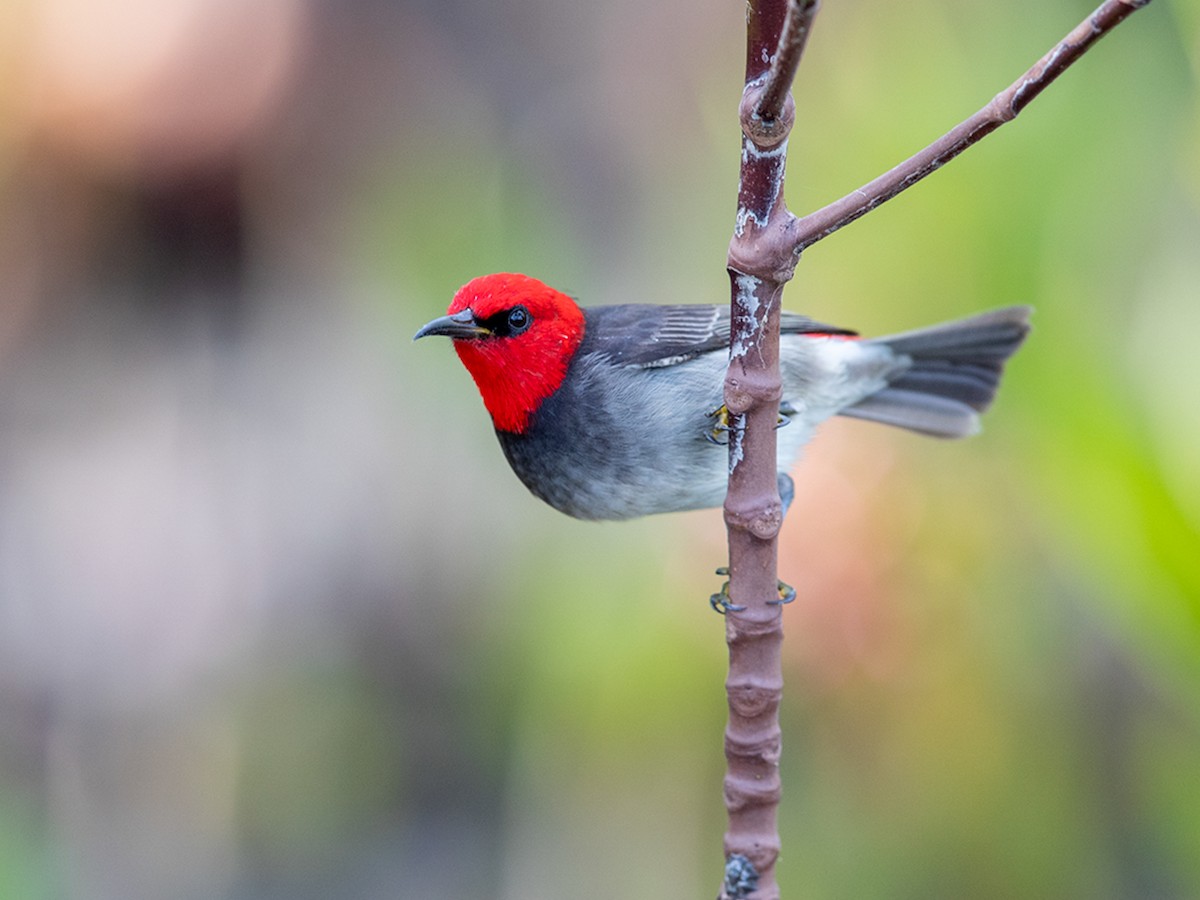 Red-headed Myzomela - Myzomela erythrocephala - Birds of the World