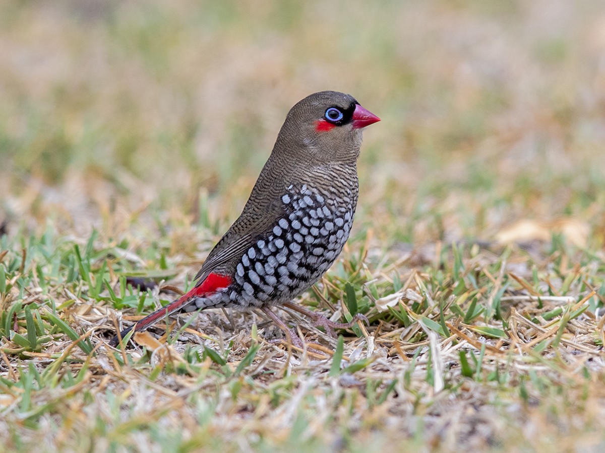 Red-eared Firetail - Stagonopleura oculata - Birds of the World