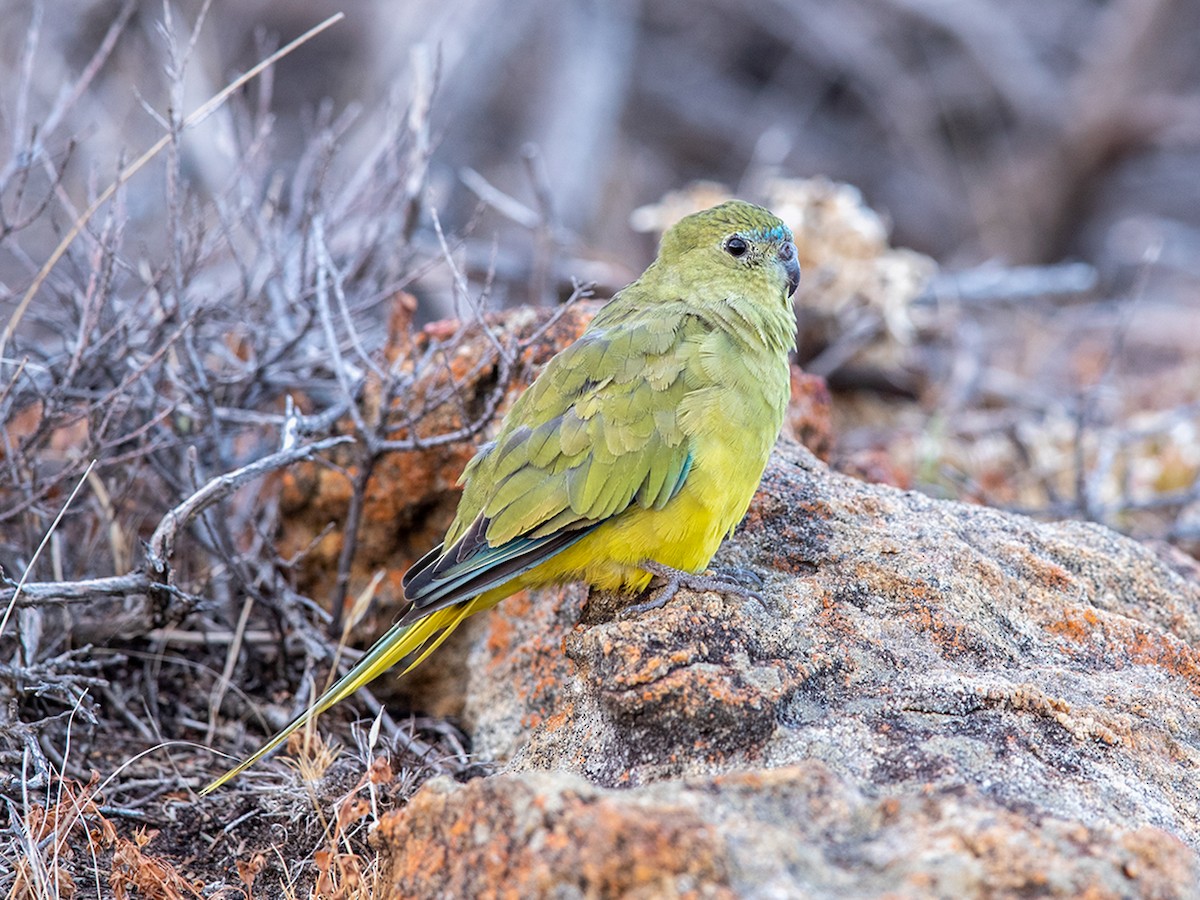Rock Parrot - Neophema petrophila - Birds of the World