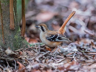 Northern Scrub-Robin - Drymodes superciliaris - Birds of the World