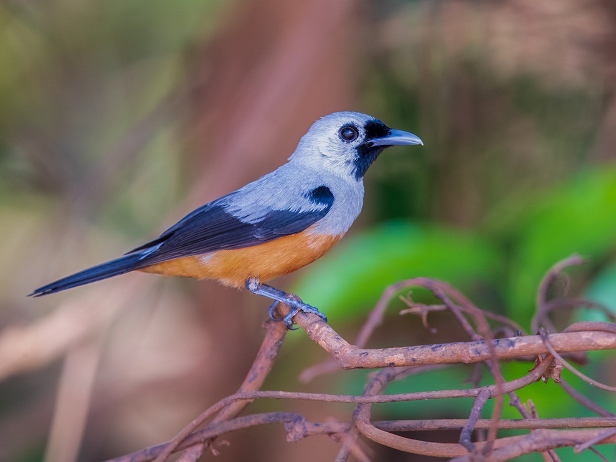 Black-winged Monarch - Monarcha frater - Birds of the World