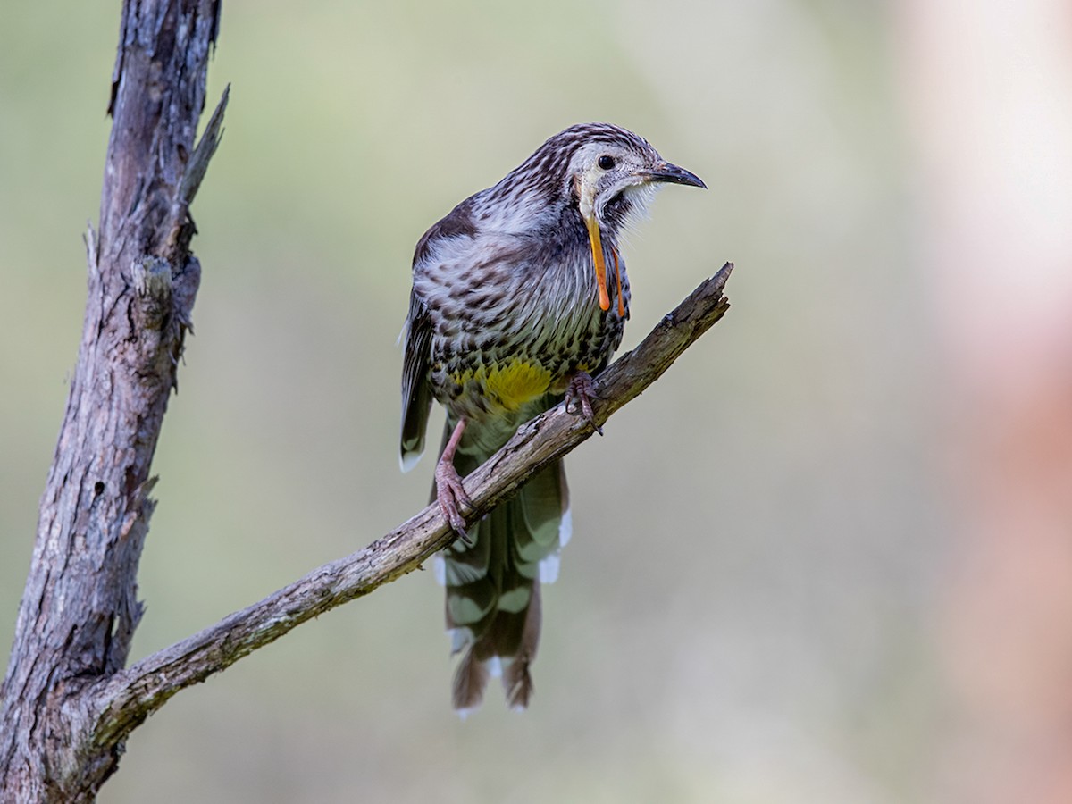 Yellow Wattlebird - Anthochaera paradoxa - Birds of the World
