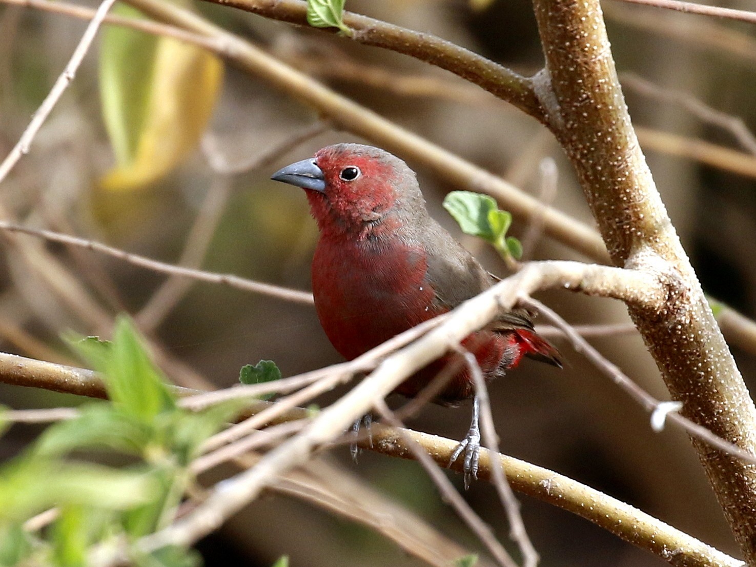Mali Firefinch - eBird