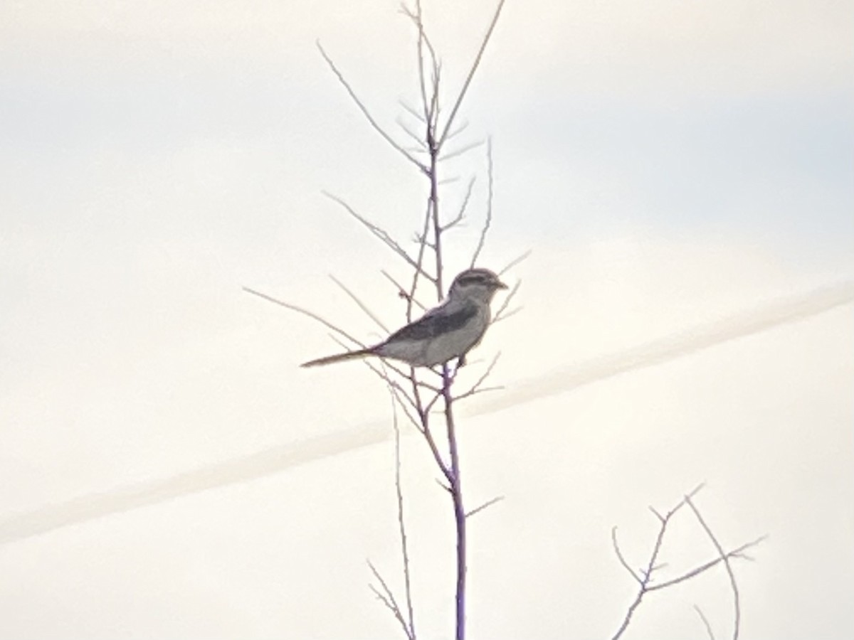 eBird Checklist - 11 Feb 2022 - Peabody WMA, Ken Unit--South and Island ...